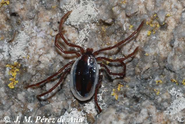 Sierra Sálvada: Ixodes vespertilionis