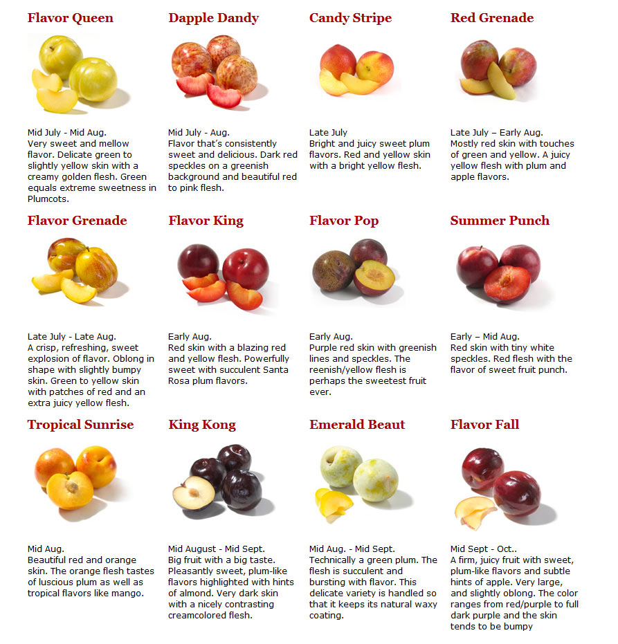 .: A little bit of Pluot 101 for you...........