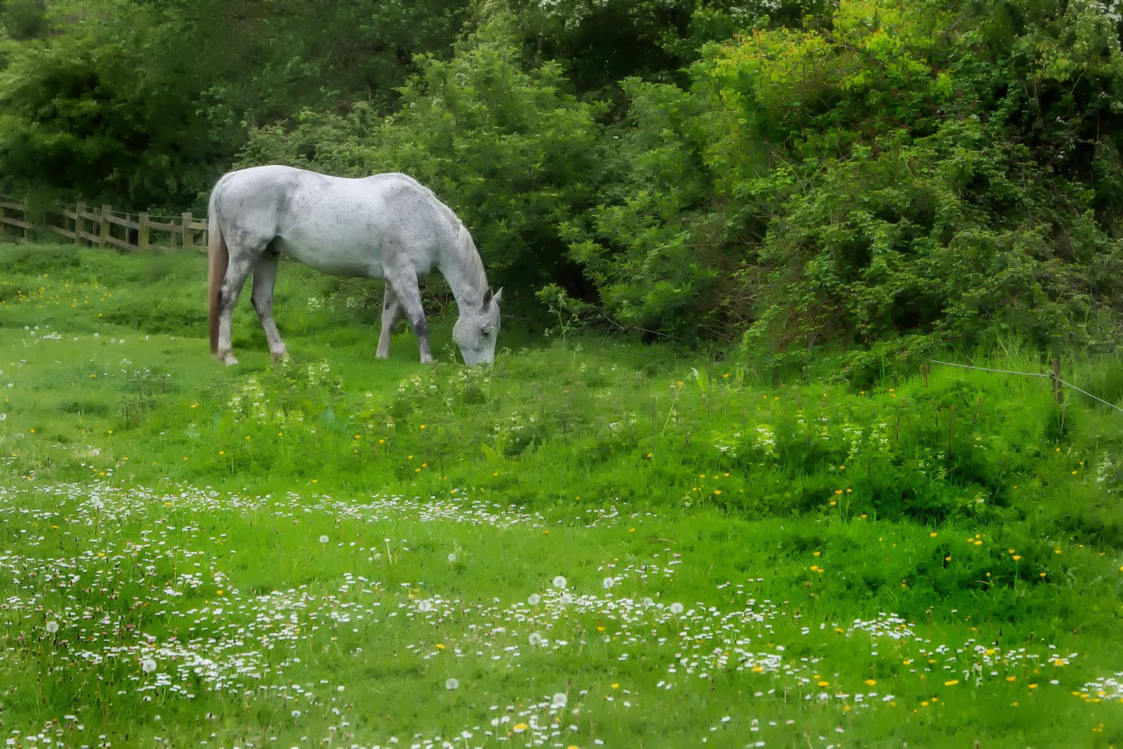 Lincolnshire Cam: Rednil Stud, Welton.