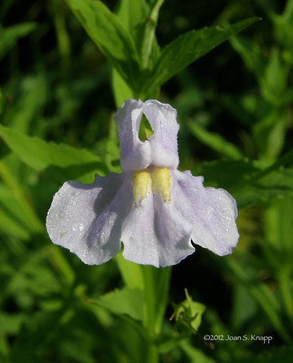 Anybody Seen My Focus?: Allegheny Monkeyflower (Mimulus ringens)