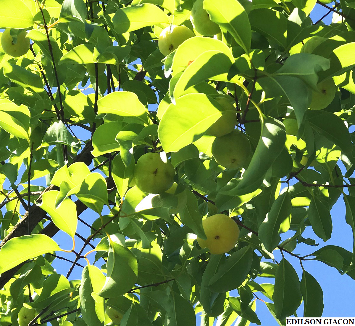 Viveiro Ciprest - Plantas Nativas e Exóticas: Cagaita ( Eugenia ...