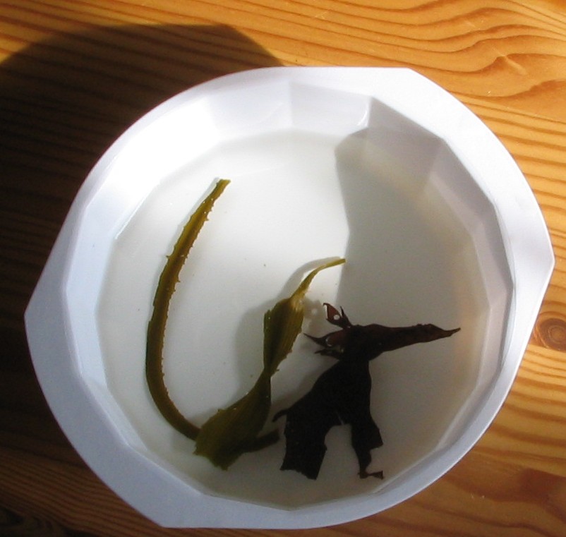 Tang Mad Fra Hav: Hvad er tangs rette navn?