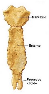 ANATOMIA PROFUNDA: OSSO EXTERNO