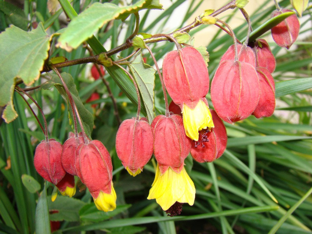 Abutilon megapotamicum grow and care | Travaldo's blog
