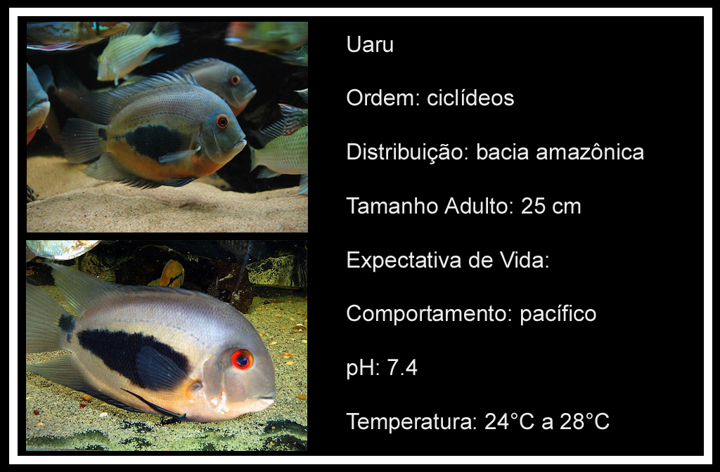 AQUARIO TROPICAL: Uaru