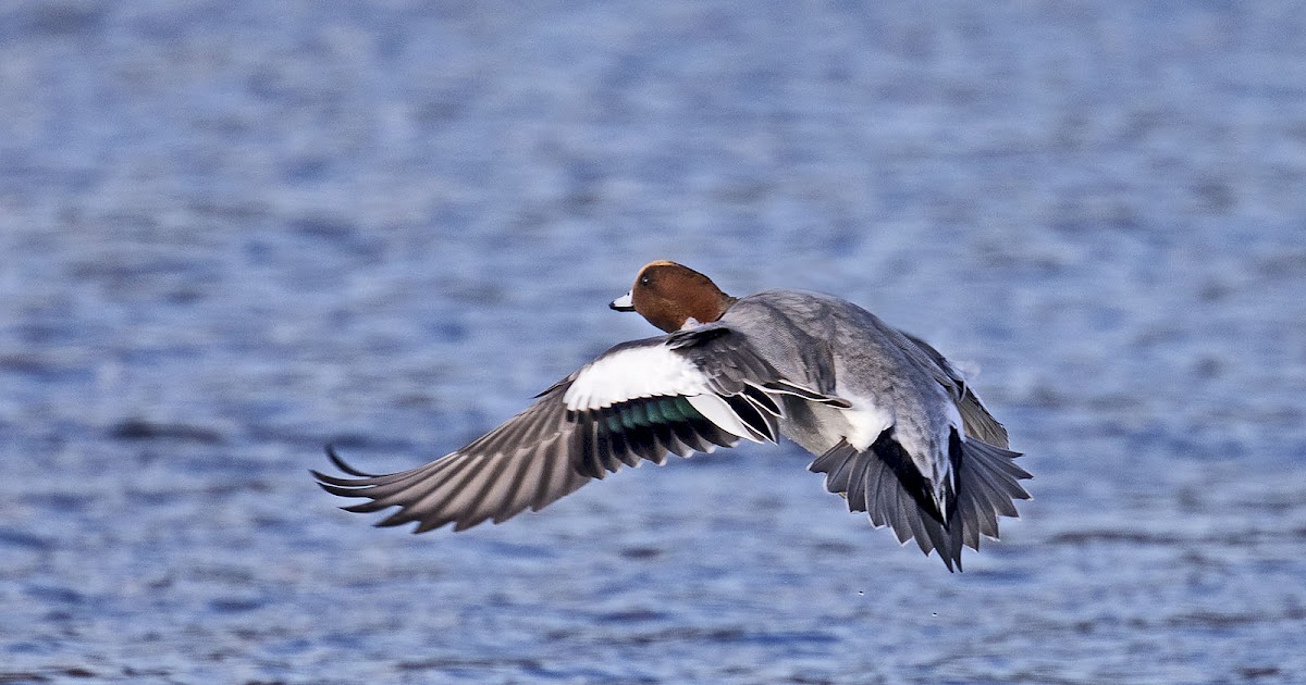 pewit: Wigeon