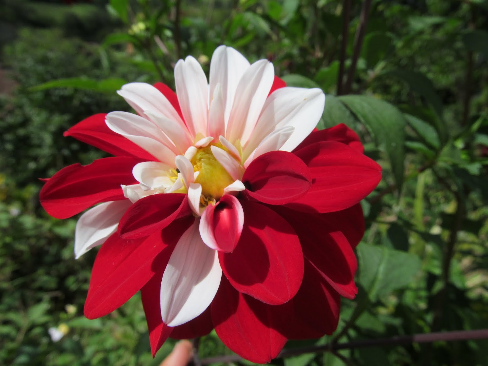 Dalia roja y blanca y otras dos plantas