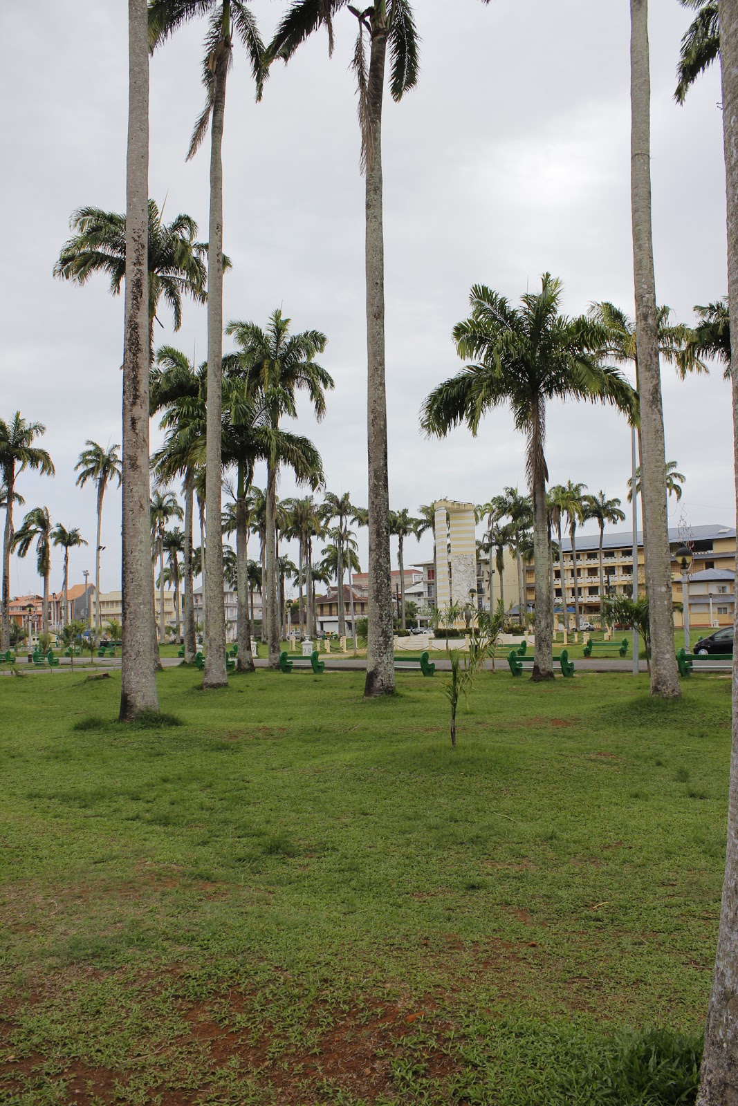 la guyane : la place des palmiste