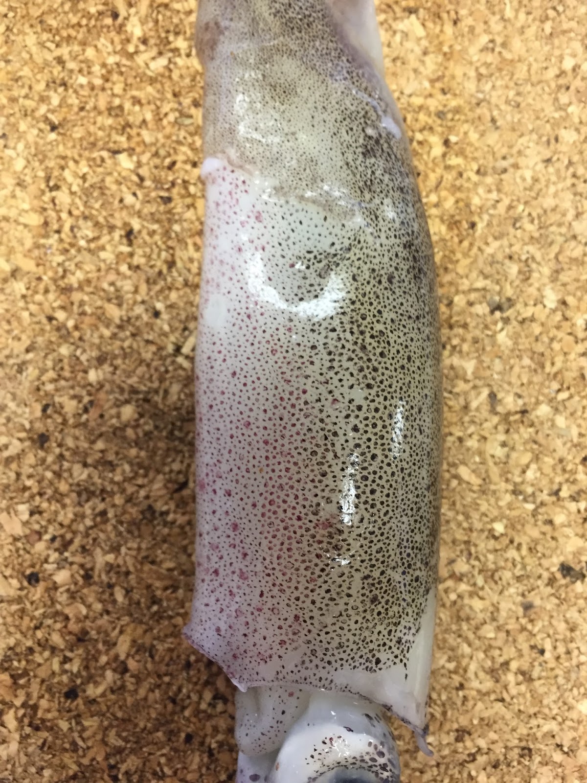 Biología y ANAtomía de 1ºBach: Práctica de DISECCIÓN DE UN CALAMAR