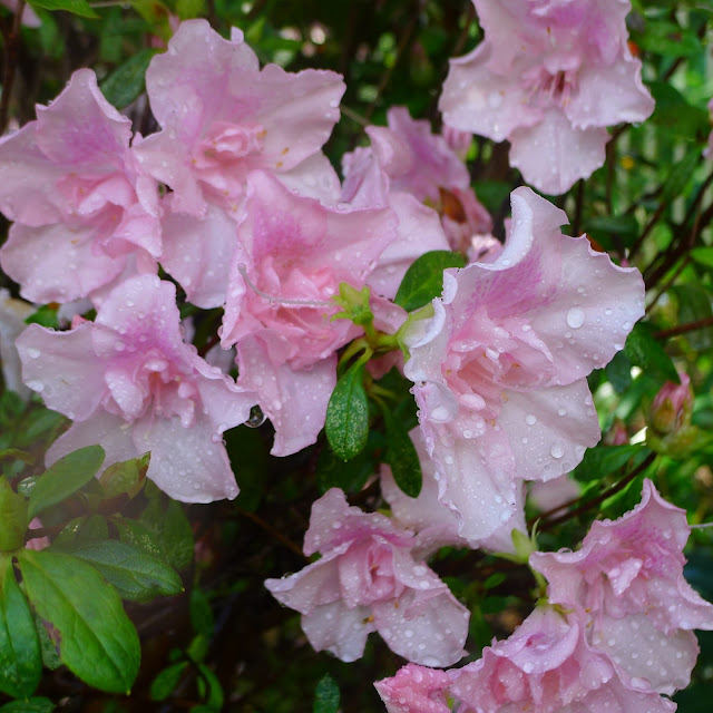 Lavender and Vanilla; Friends of the Gardens: July "delights"...