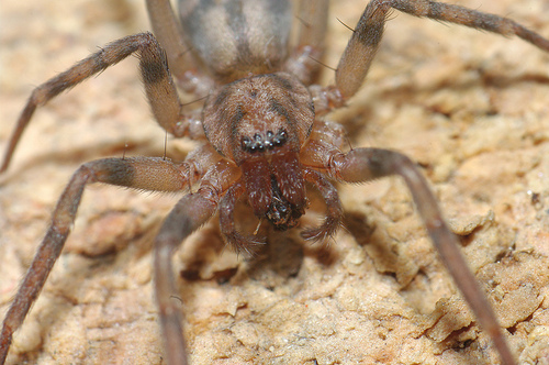 Liocranidae | The Life of Animals