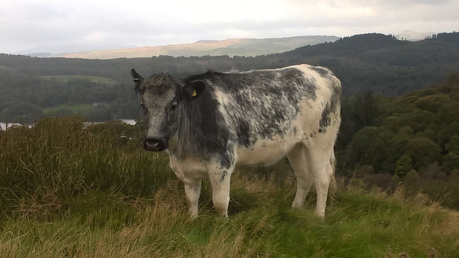 Central and East Lakes Rangers: 'Rare Albion cattle recognised on the ...