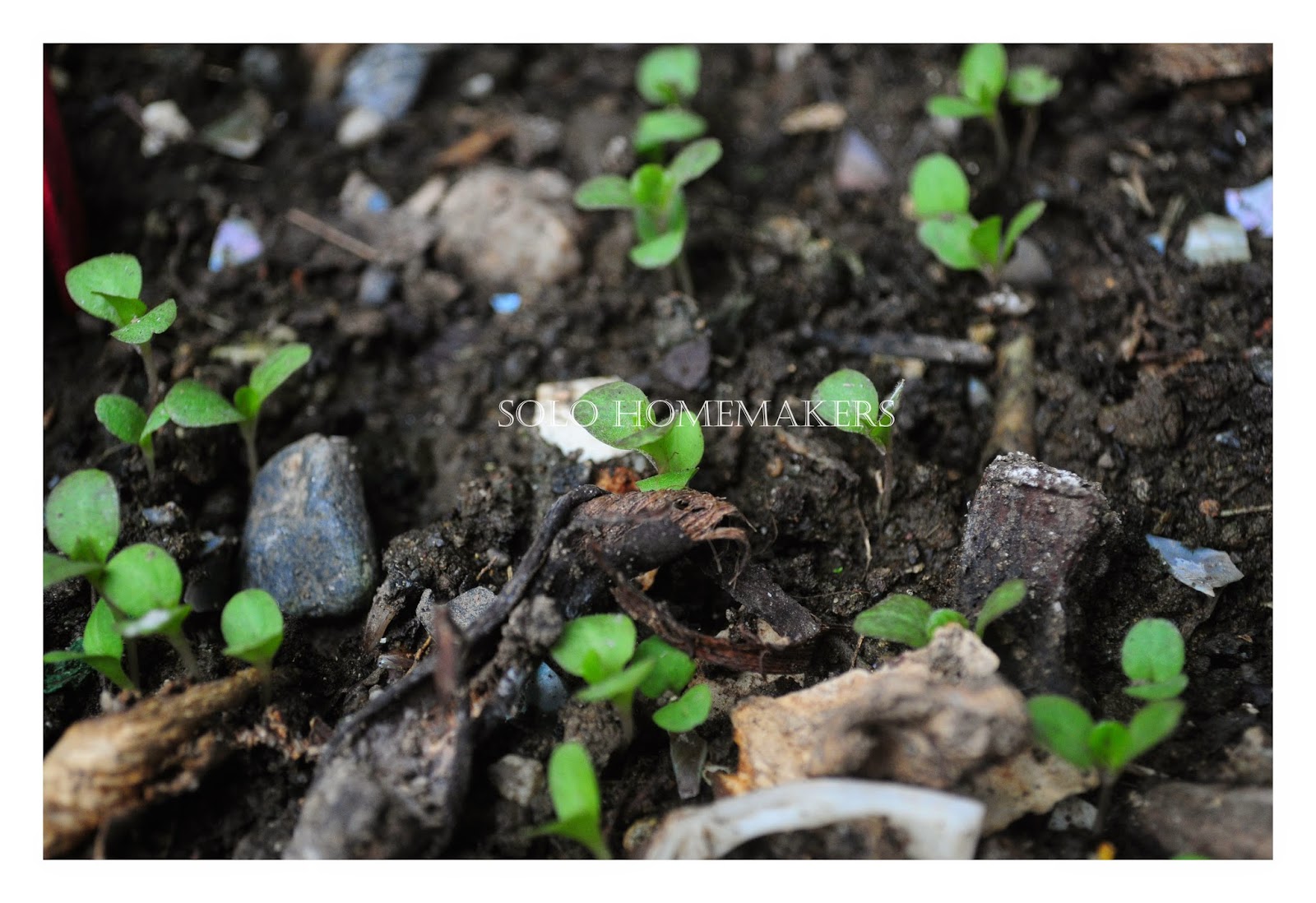 The Solo Homemakers: Garden Project 1- Growing Black Rose Lettuce