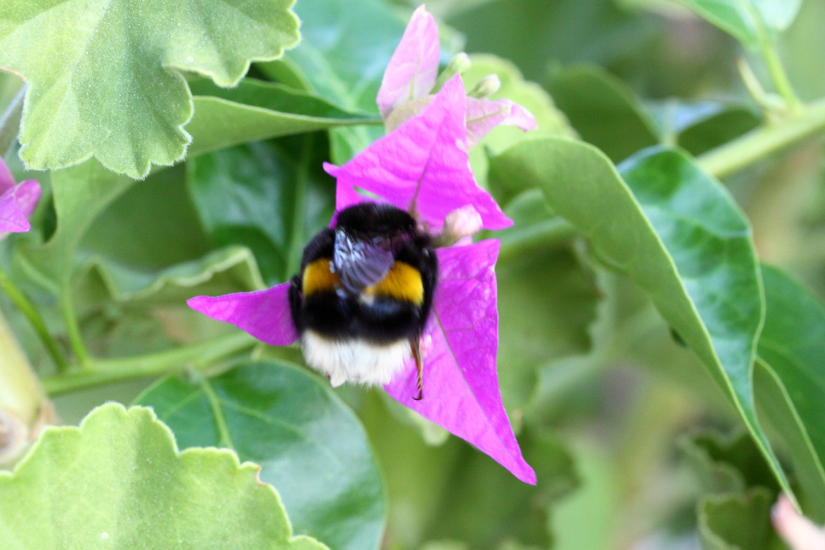 S.C.V. Photography Ideas: Bees & BumbleBees