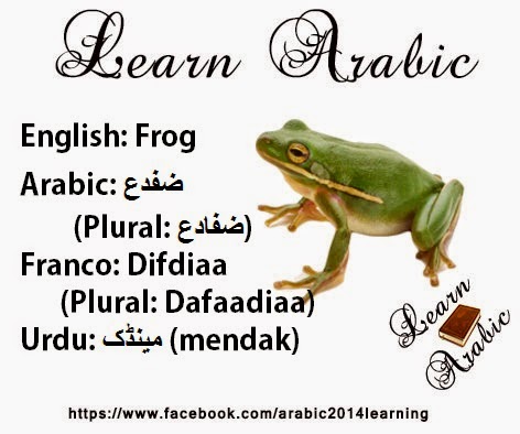 Learning Arabic Together: Animal