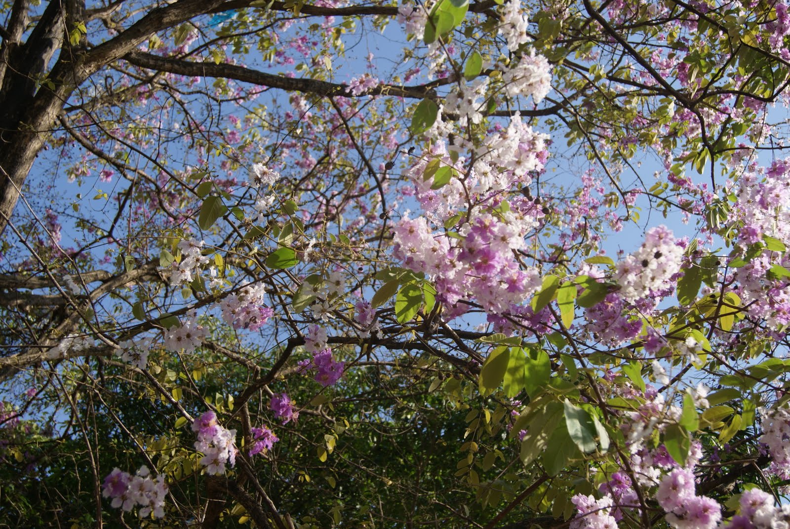 Kucing Betina: Sakura On Bali