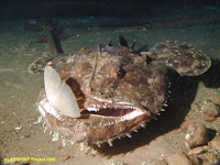 Real Monstrosities: Monkfish
