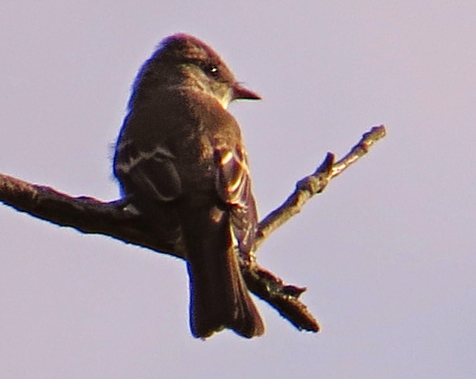 Birds of Raymondale, Falls Church, VA: Eastern Wood-Pewee In Luria Park