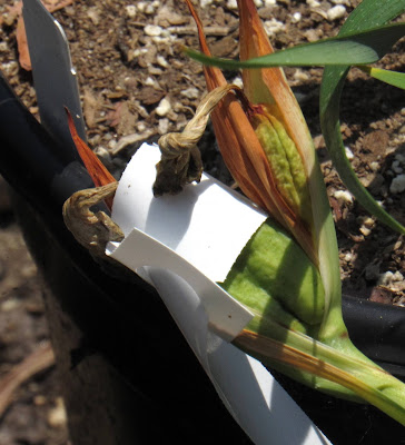 World of Irises: Magic Pods: When to gather Pacifica Iris seeds