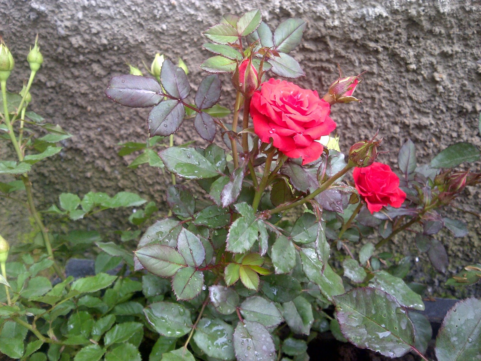 Bunga Warna-warni: Koleksi mawar