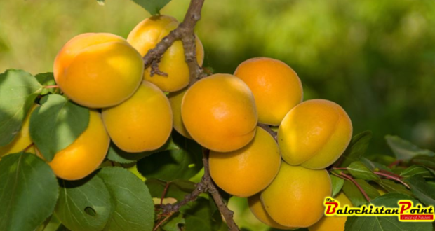 PUKHTUNKHWA TIMES: Balochistan: The Fruit Basket of Pakistan