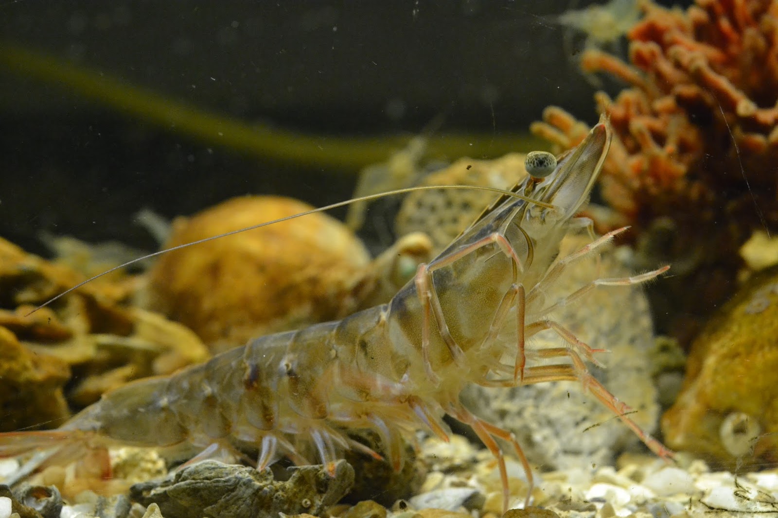 Virginia Fishes: Mantis shrimp (Squilla empusa) video