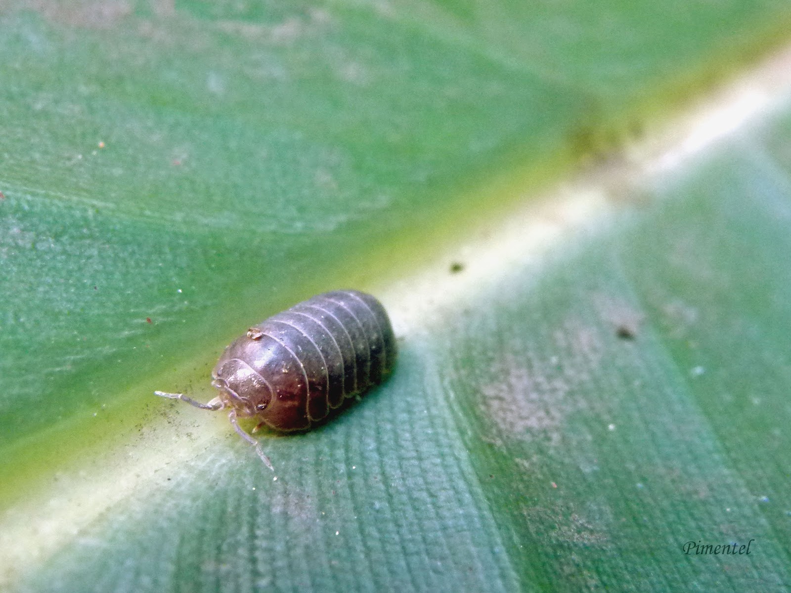 Miradas naturales: La cochinilla de la humedad