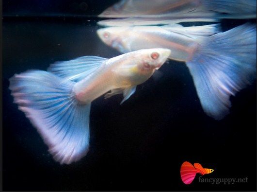 Budidaya Ikan Gapi (Guppy, Millions Fish) yang Unik dan Cantik