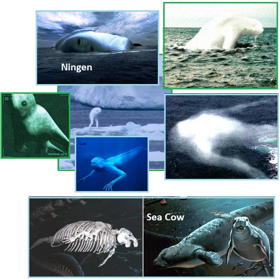 Ningen dan Ular Berkaki Menunjukkan Evolusi Manusia | Bintang Pari