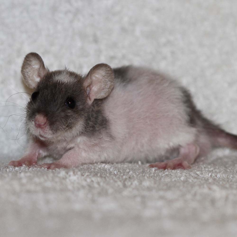 Rats From Mars Fancy Rat Rattery Phoenix Arizona Harley Dumbo Rats
