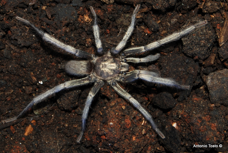 Dominican Spiders: Theraphosidae, Holothele sericea