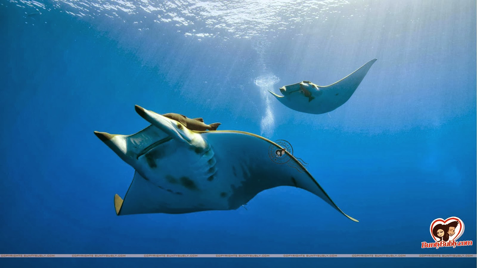 √ Aquatic Wallpapers - HD Wallpapers