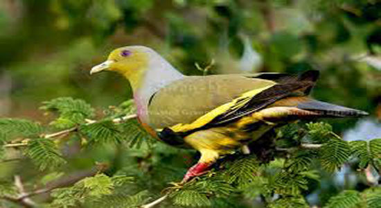 visitsrilanka: Endemic Birds of Sri Lanka