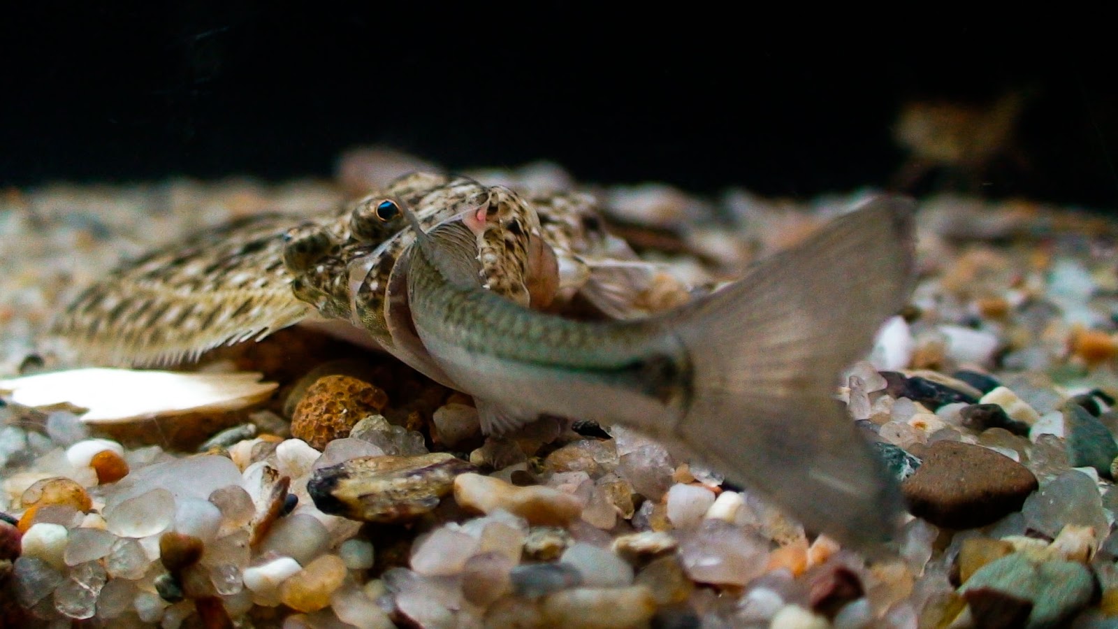 Real Monstrosities: 2013