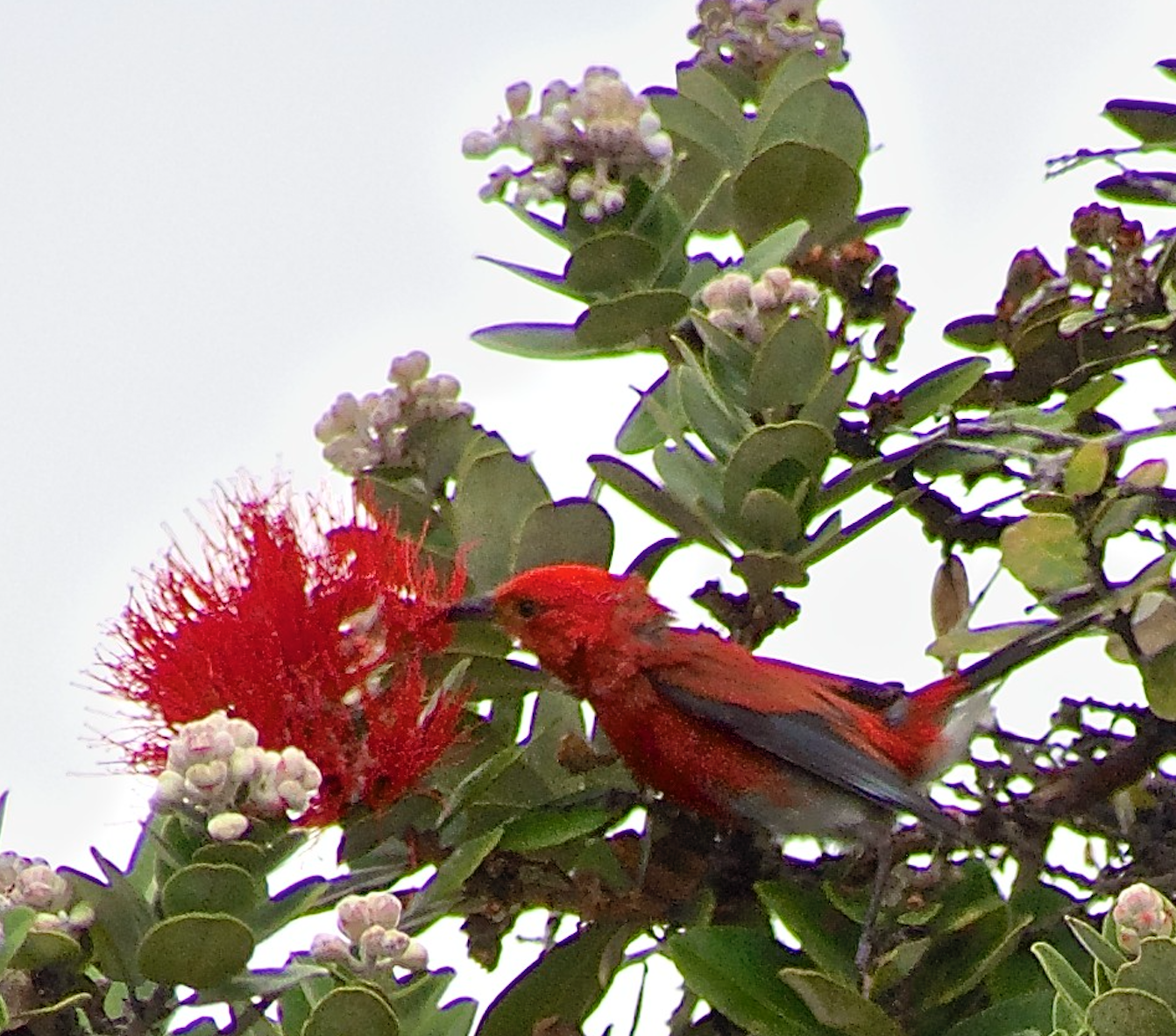 Life Goes Better with Plants : Metrosideros collina 'Springfire'