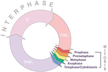 Catatan prestasi Guru Biologi: Reproduksi sel