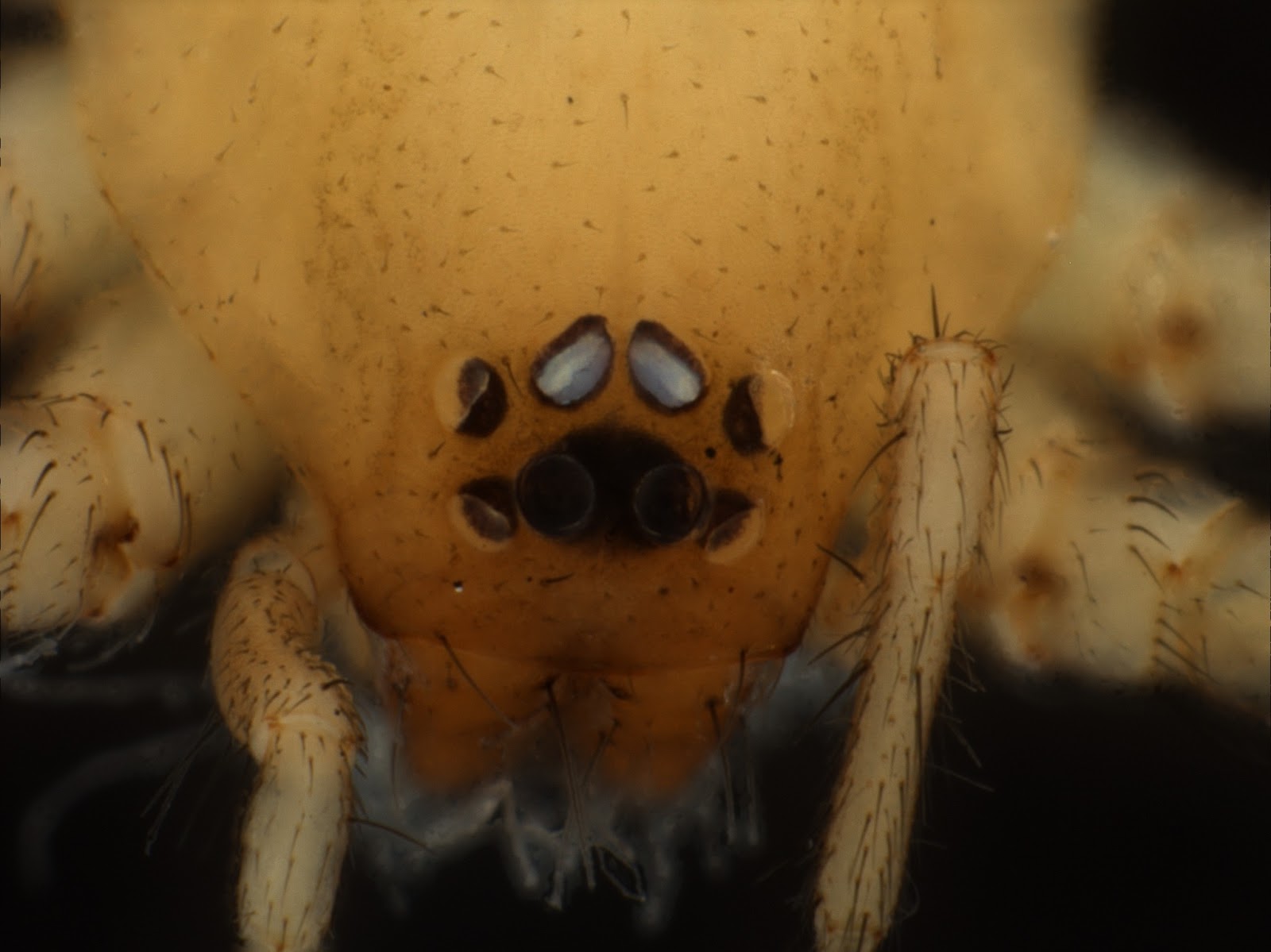 Quaoar Power Zoo: non-native invasive spider (Cithaeron praedonius ...