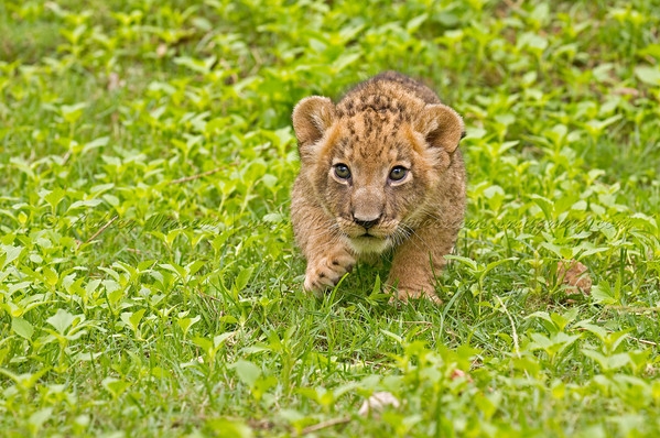 White Wolf : Open wide! Toothless lion cub shows off her gums (Photos)