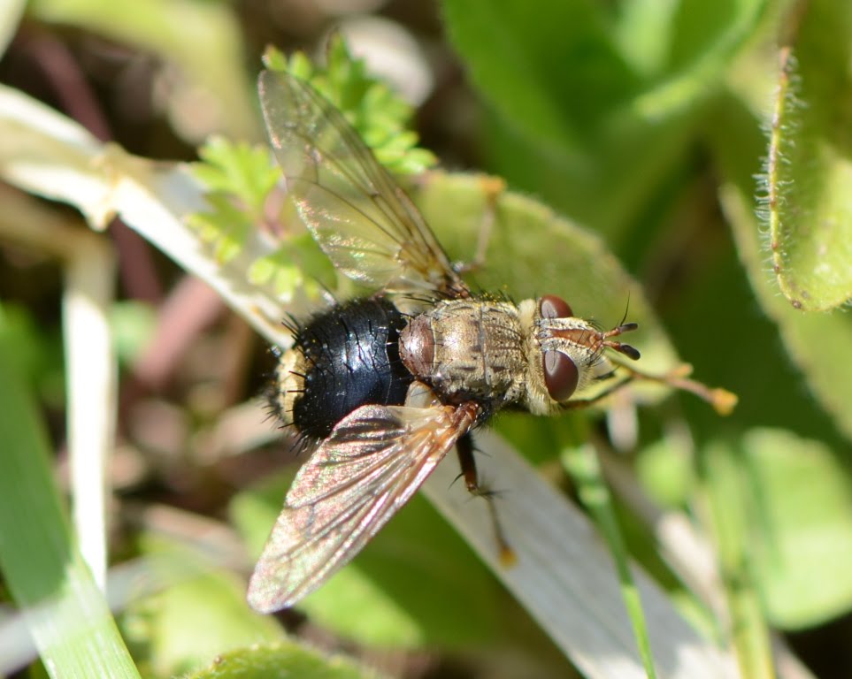 Ohio Birds and Biodiversity: Some cute, and not so cute, flies