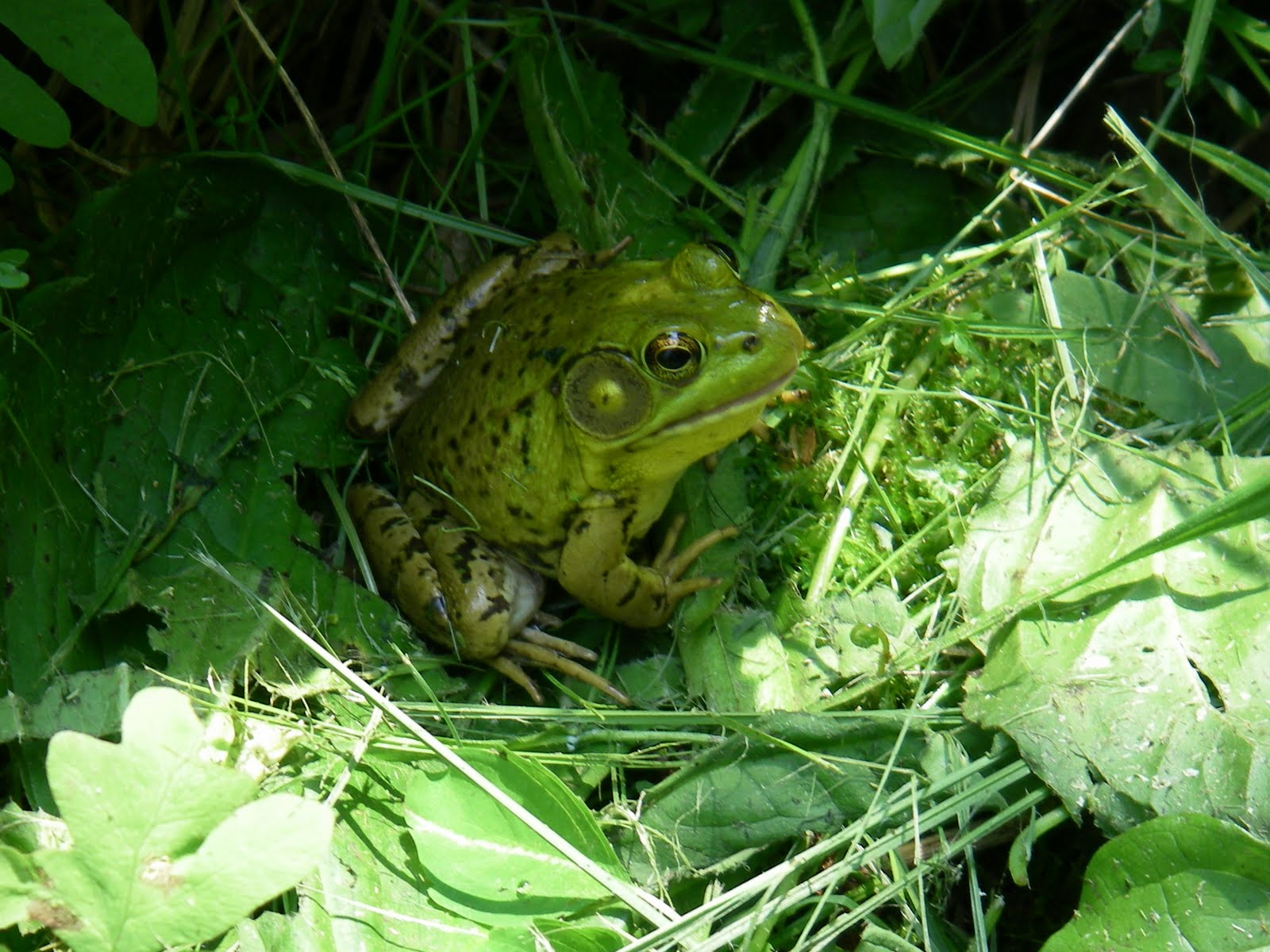 Wildlife Monitor: Frogs Galore at White Memorial!