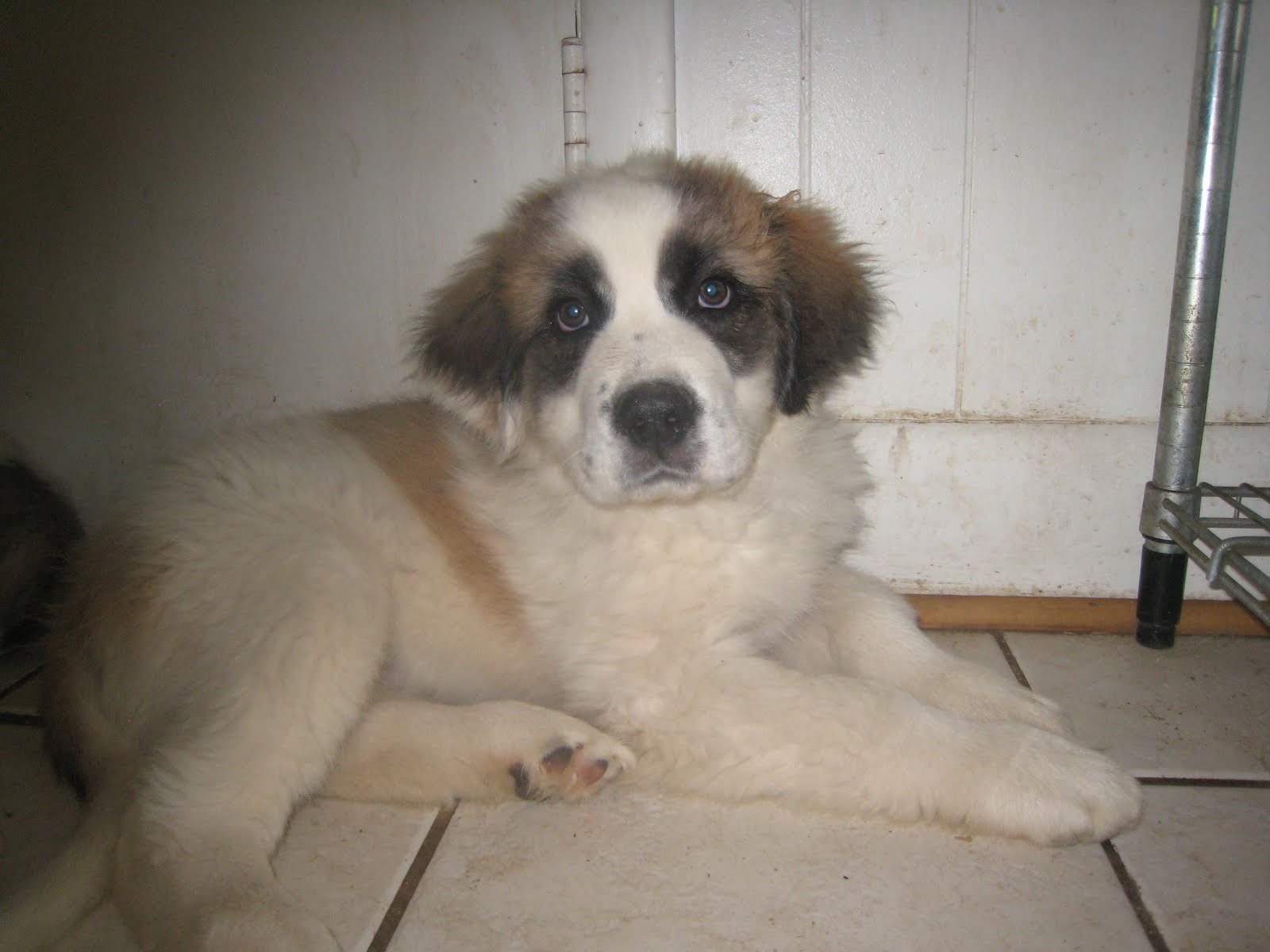 st. pyrenees puppies for sale