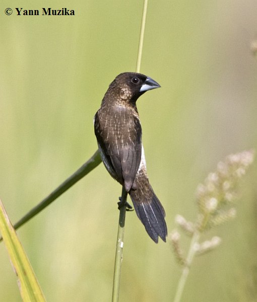 Mengenal Burung Pipit (Bondol) dan Macam-macam Jenisnya | 1001 Catatan ...