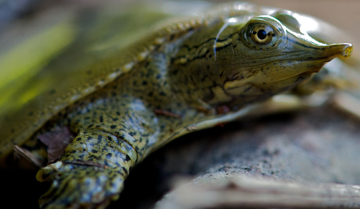 Red and the Peanut: Eastern Spiny Softshell Turtles in the Great Miami ...