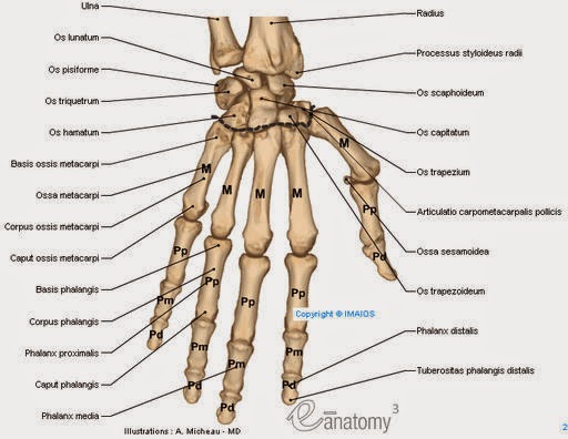 Falanges: Penjelasan Falanges