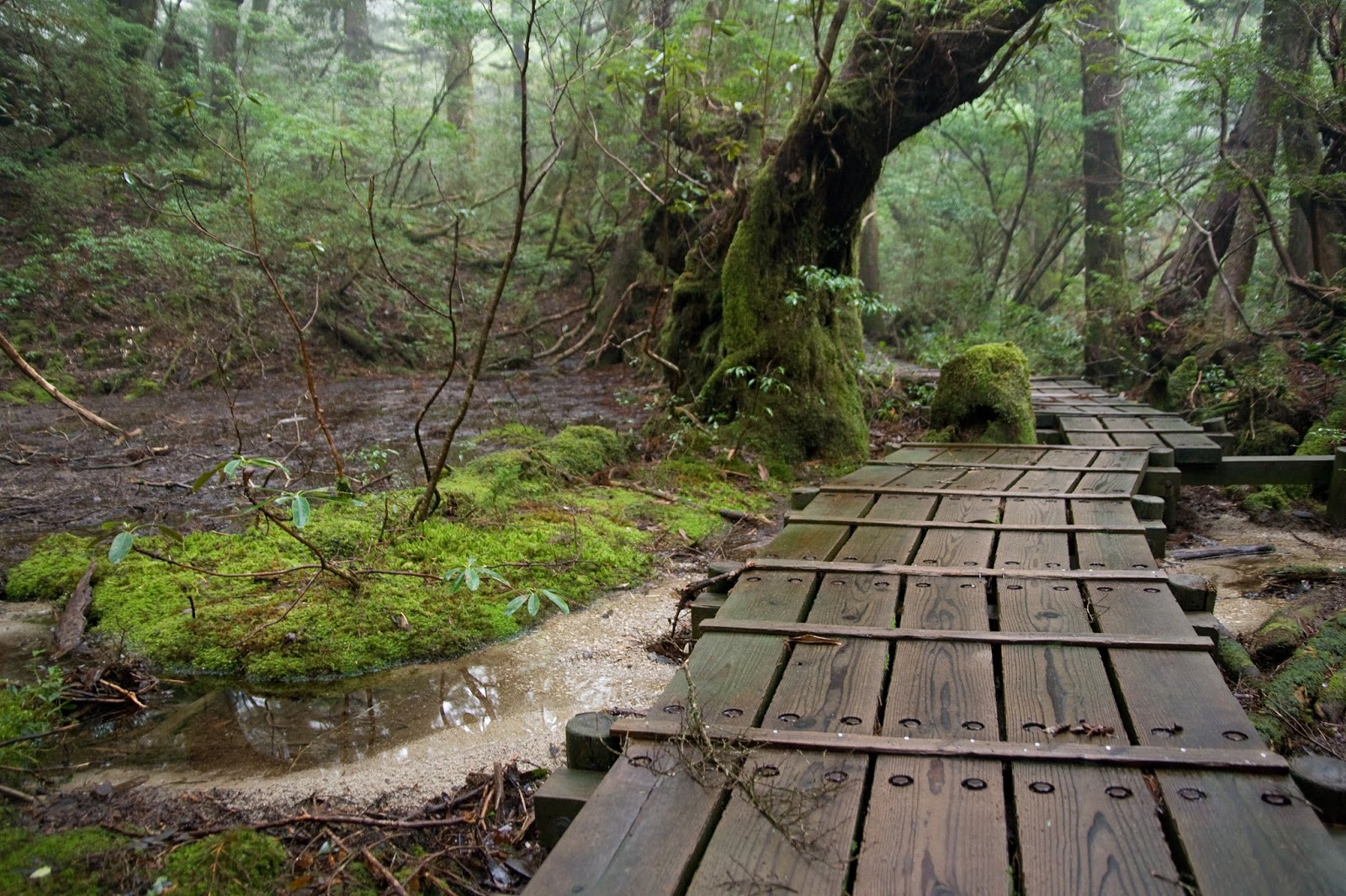 Most Amazing and Beautiful Places to Visit in Japan - Amaziful