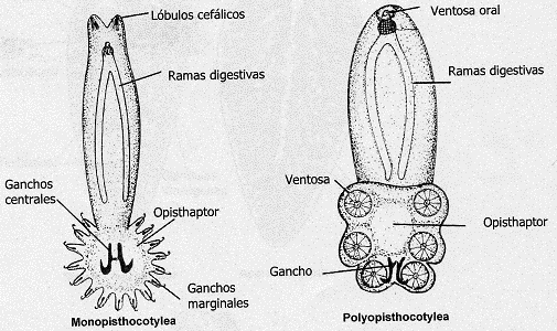 Info animales: CLASIFICACIÓN DE PLATELMINTOS