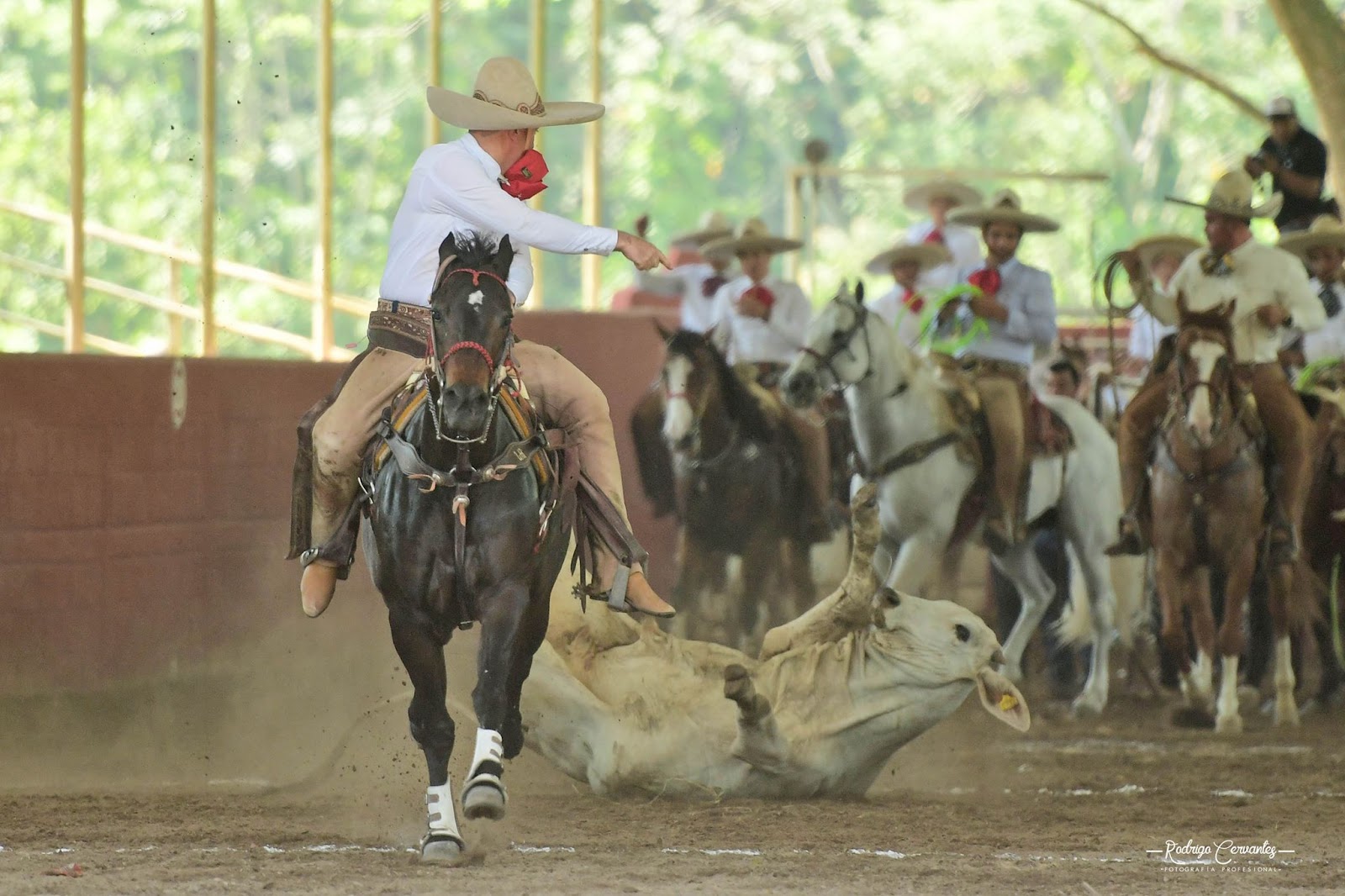 WALTER HERRERA RAMÍREZ, LIDER ABSOLUTO DEL FIESTA CHARRA !!!!!