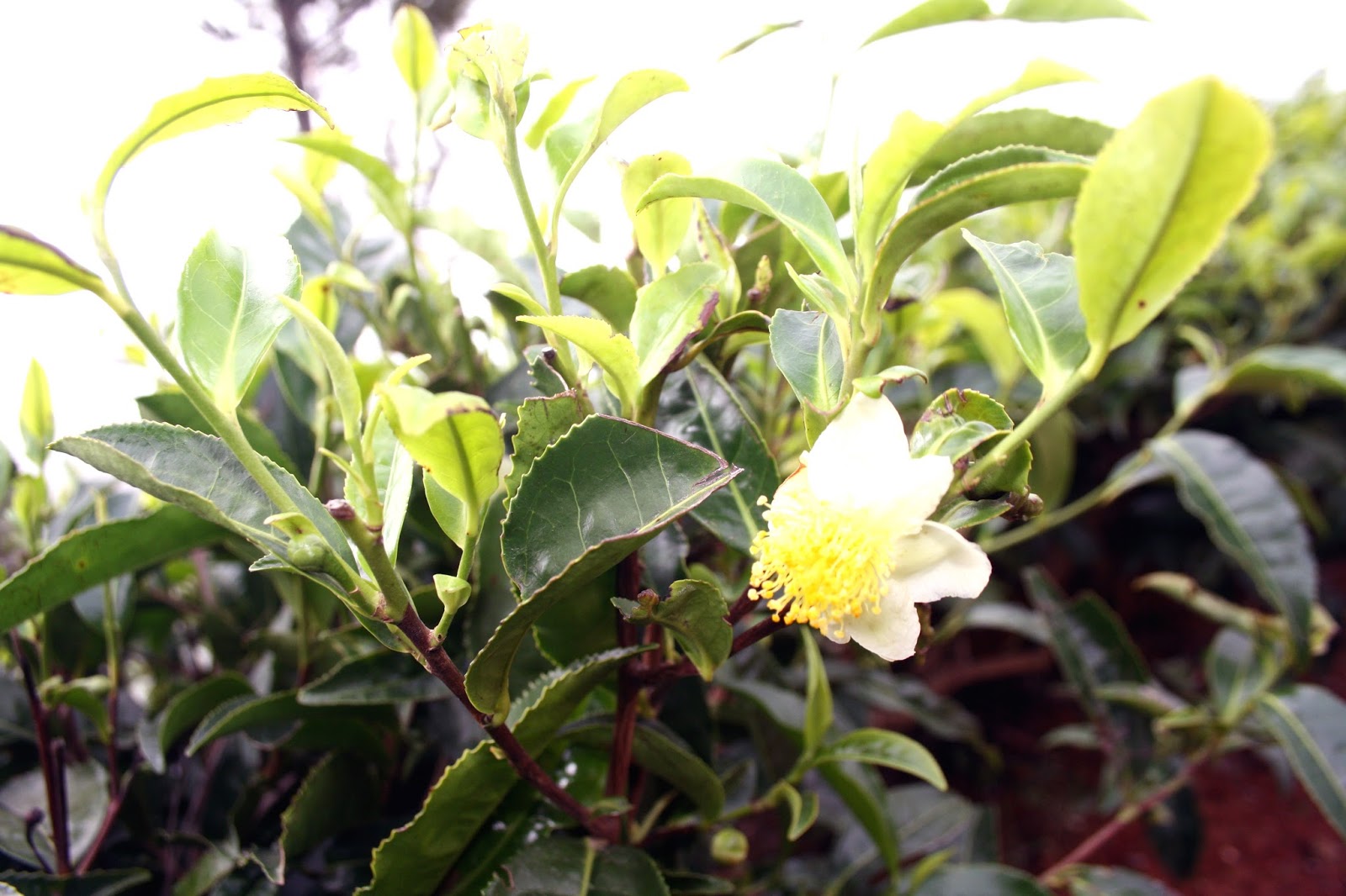 Social TeaV Blogs if need to go back type www.SocialTeaV.Net: ROBERT ...