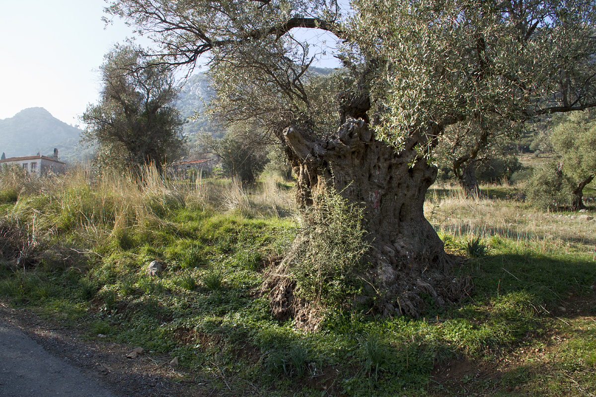 Antiguos OLIVOS del Mediterráneo : TURKEY. Western ANATOLIA, AEGEAN ...