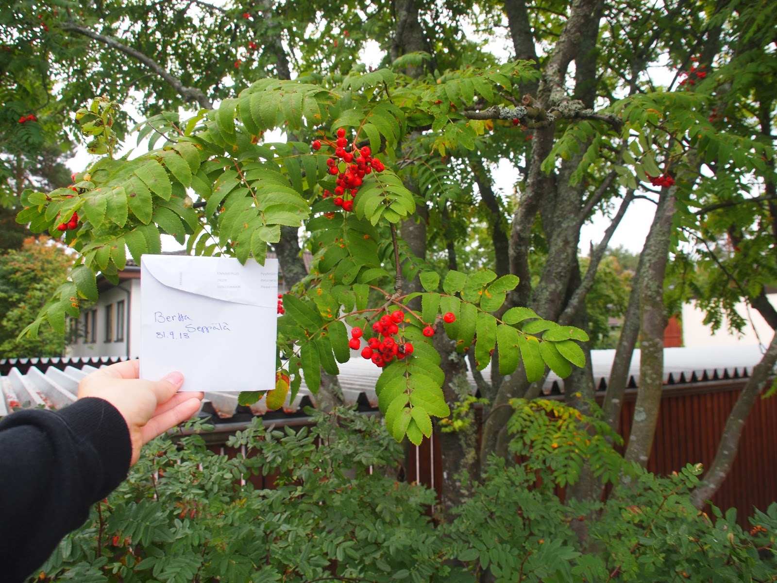 Bertta 9E kasvio: Pihlaja, Hieskoivu